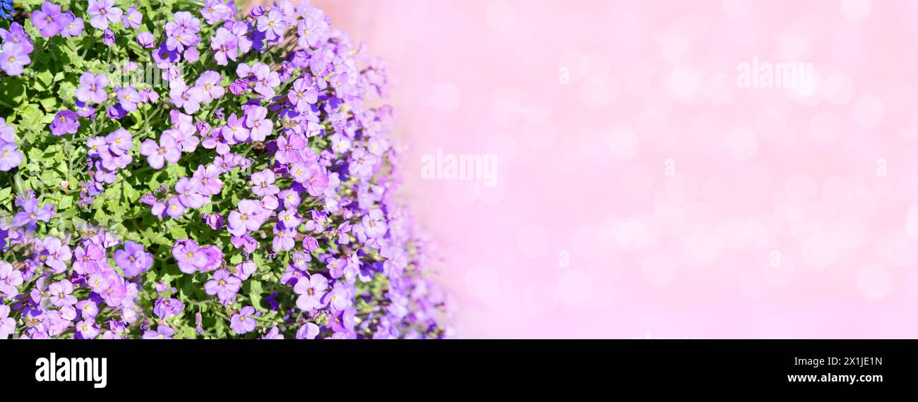 panorama floral spring nature background, Young lilac plants with small ...