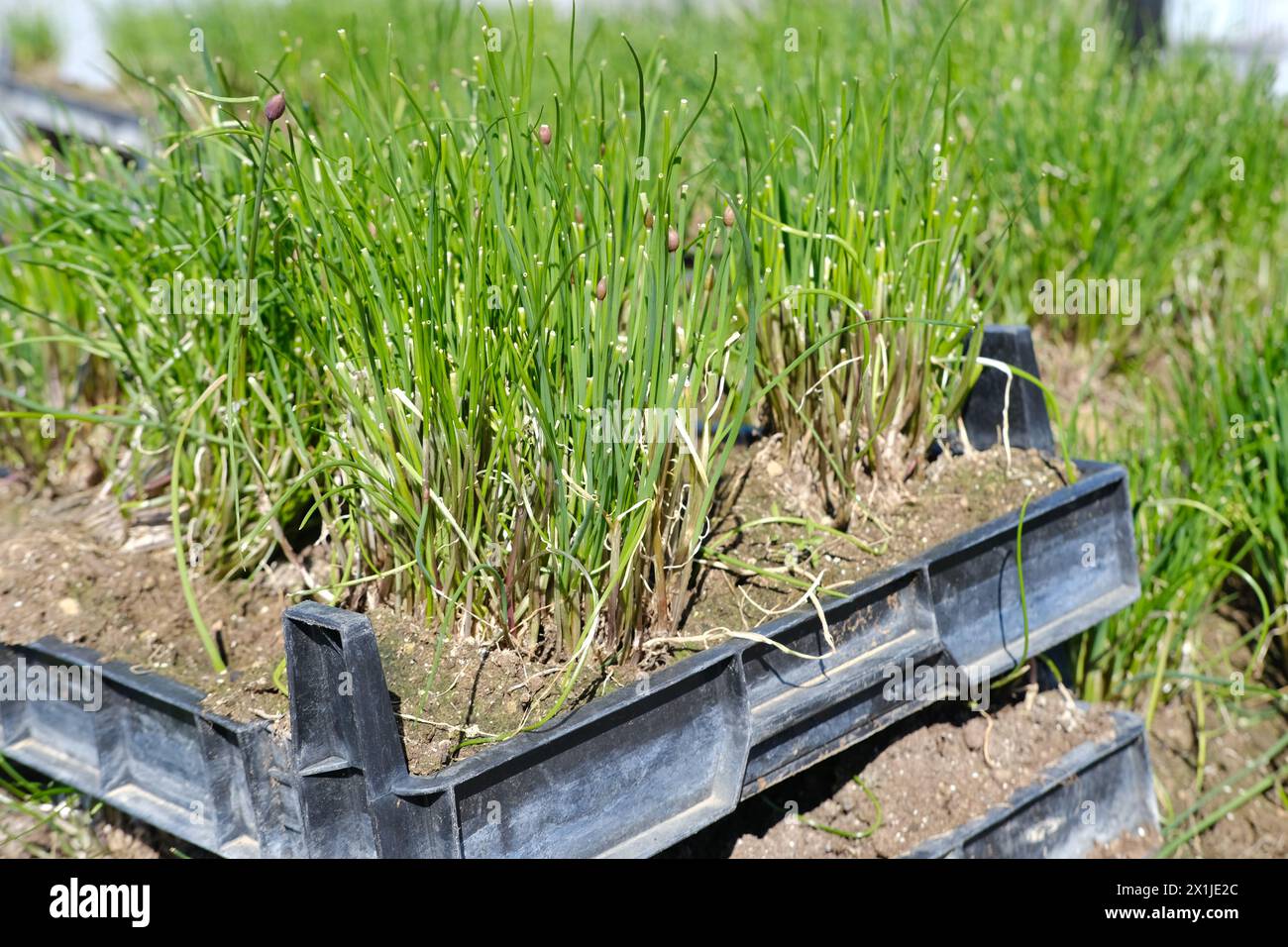 Green lawn grass, Young saplings of garden plants for landscaping plot ...