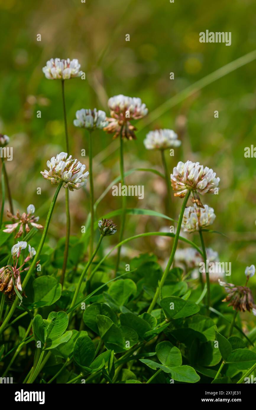 Clover or Trefoil flower, close up. Trifolium Repens or White Clover ...