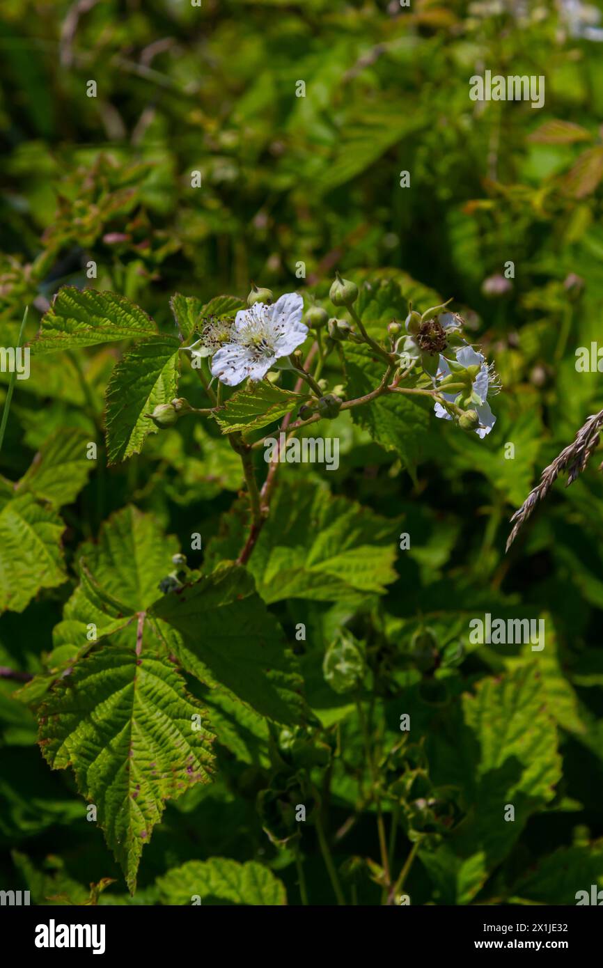 Flower of European dewberry Rubus caesius in the summer Stock Photo - Alamy