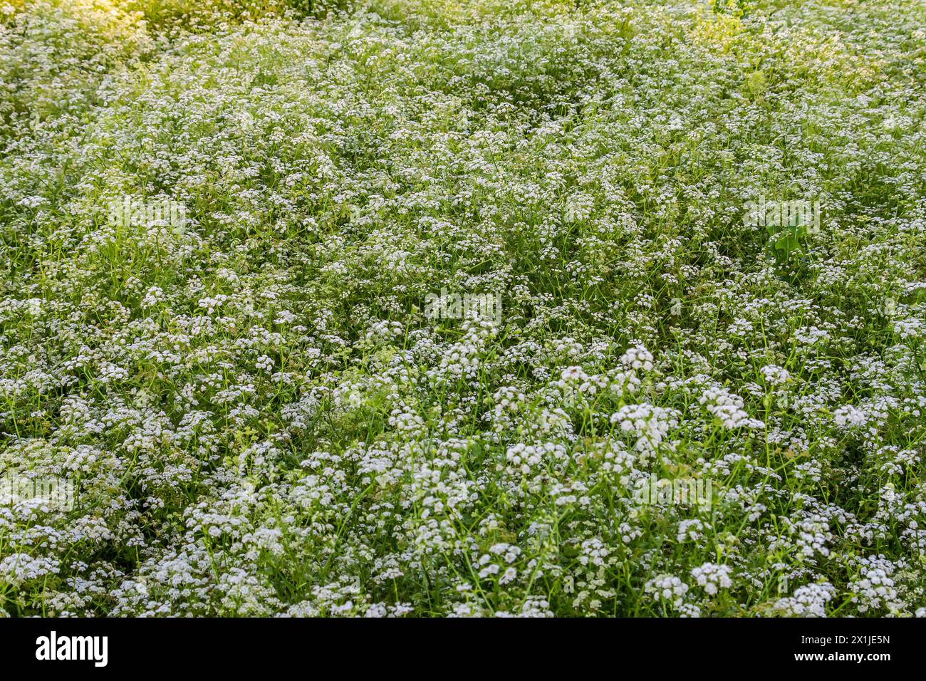 Conium maculatum, colloquially known as hemlock, poison hemlock or wild ...