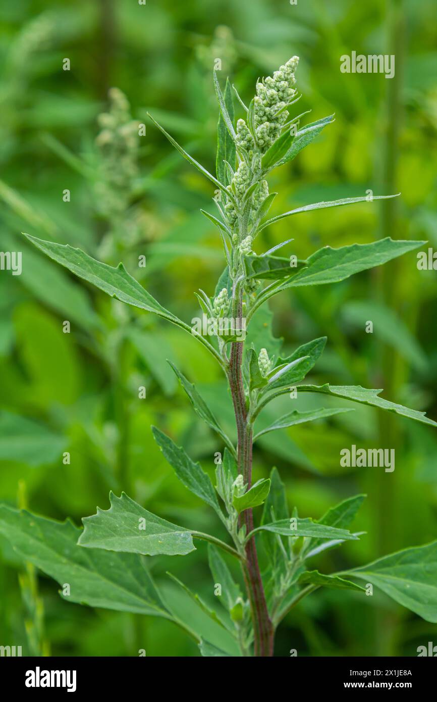 Chenopodium album, edible plant, common names include lamb's quarters ...