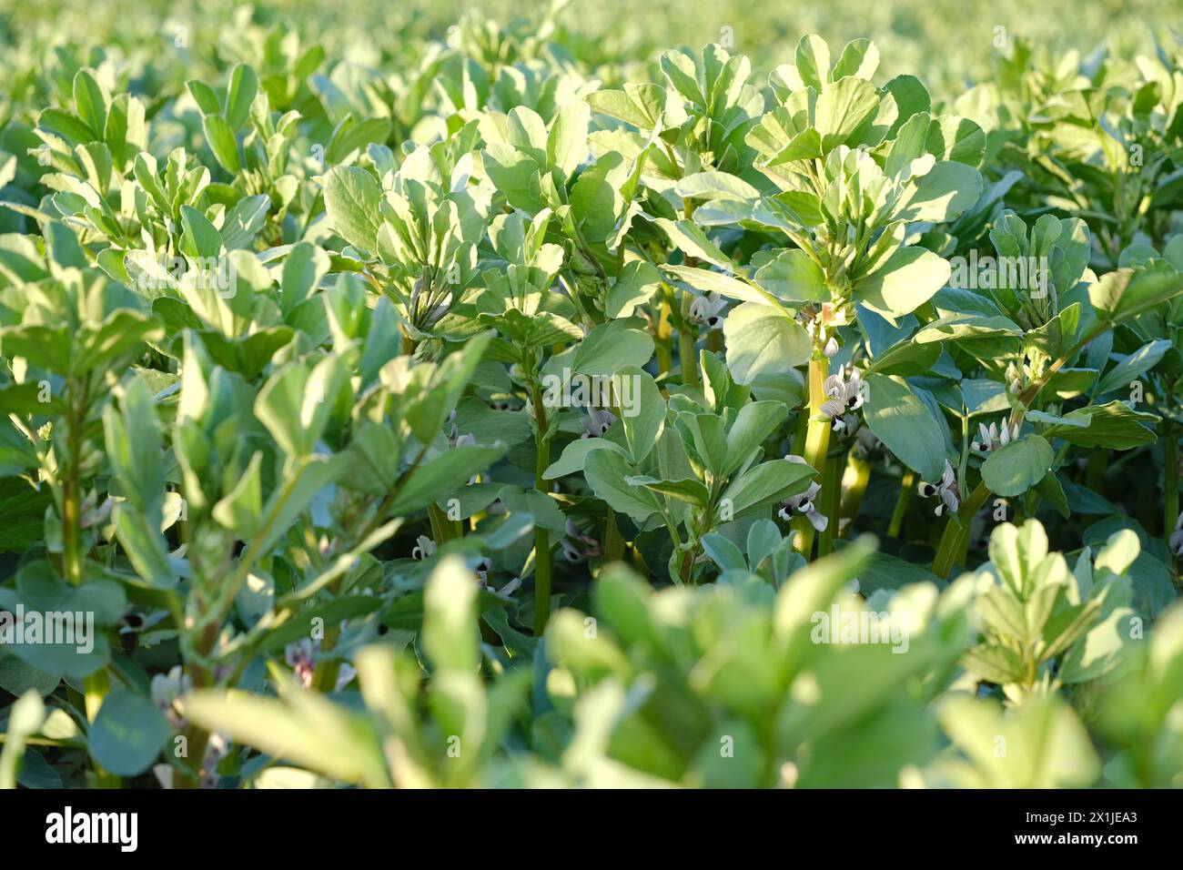 beautiful green vegetable bean plants, white flowers honeyplants ...