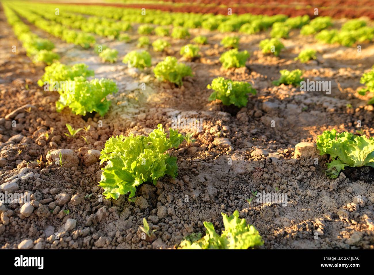 beautiful green vegetable lettuce plants, field with planted seedlings ...