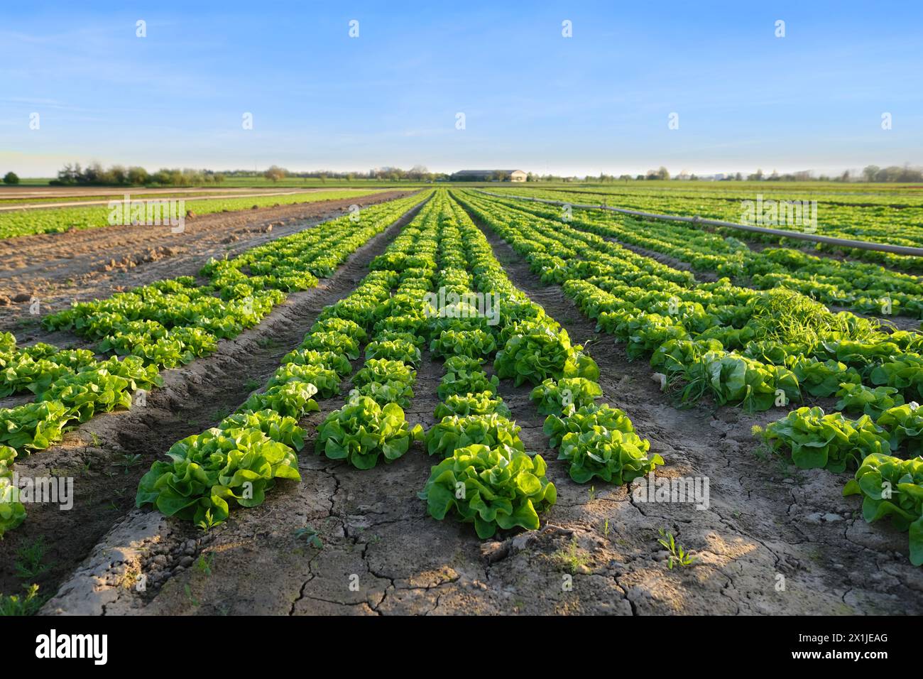 beautiful green vegetable lettuce plants, field with planted seedlings ...