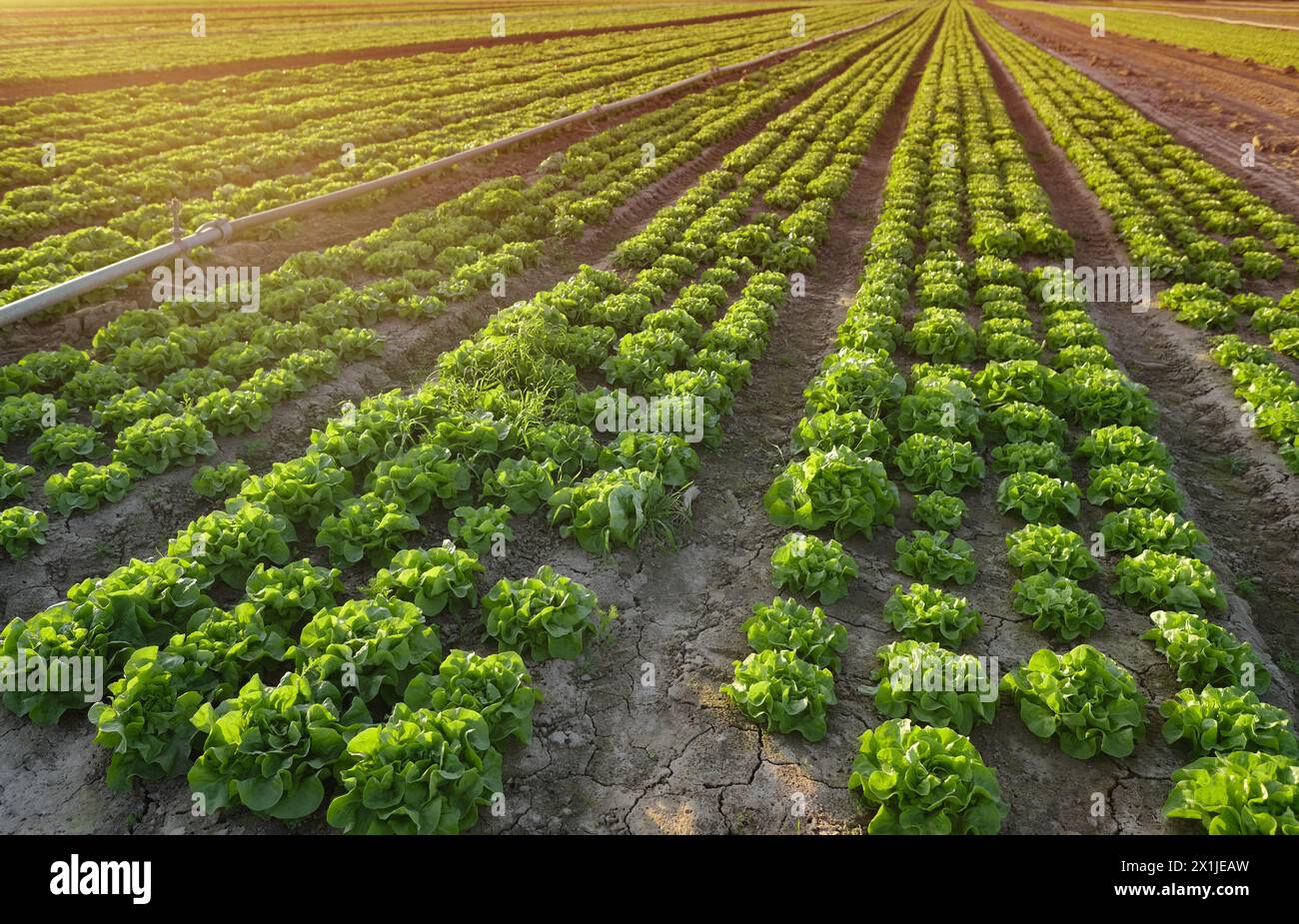 beautiful green vegetable lettuce plants, field with planted seedlings ...