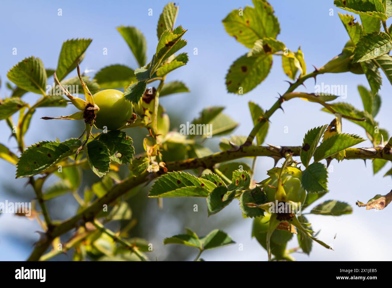 Red rose hips of dog rose. Rosa canina, commonly known as the dog rose ...