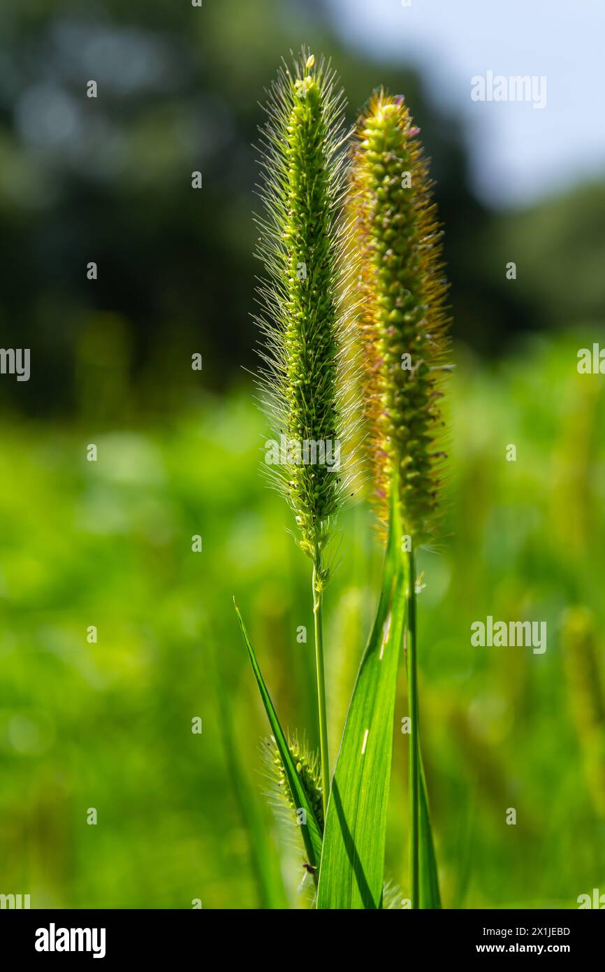 Setaria background hi-res stock photography and images - Alamy