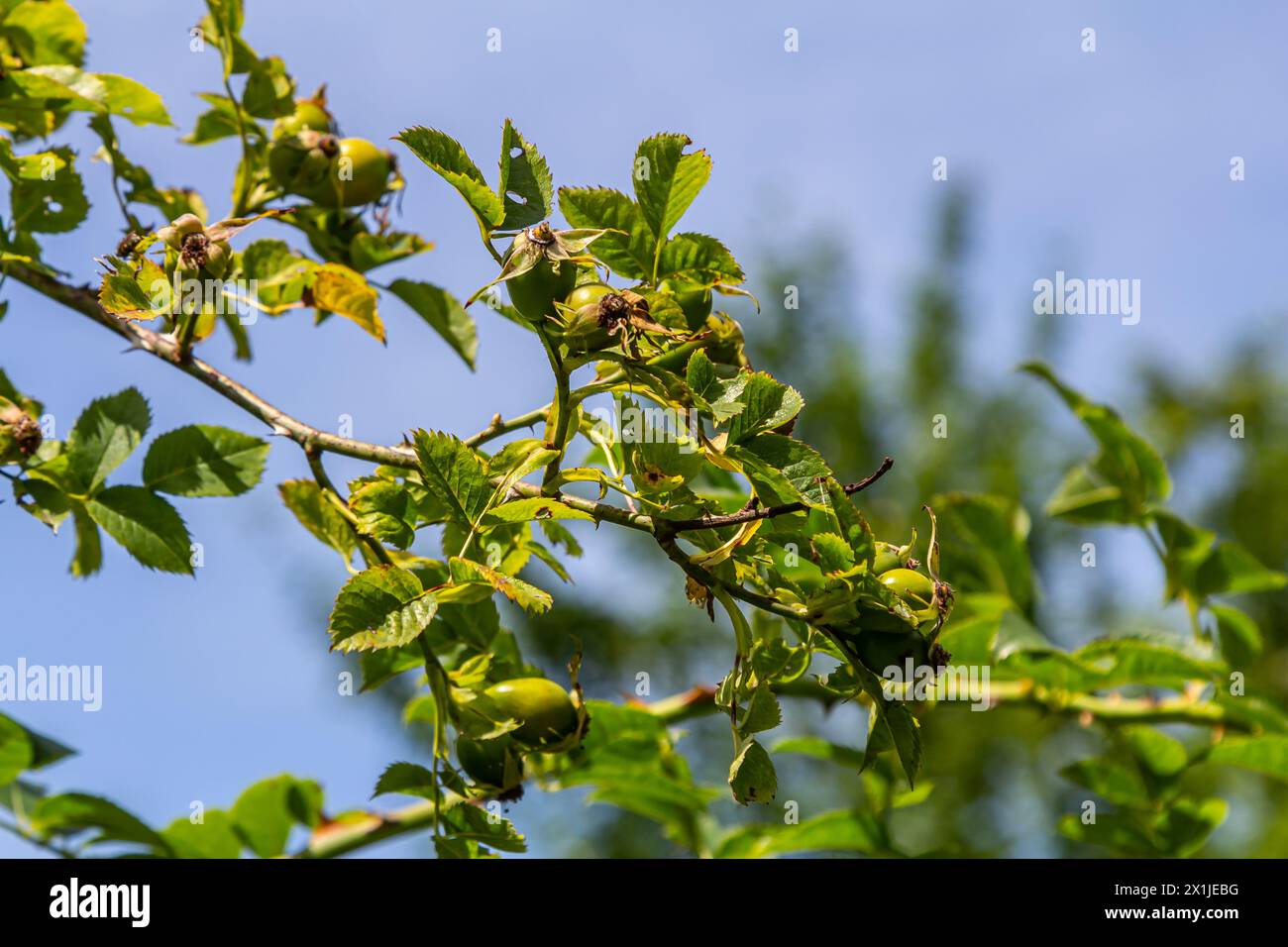 Red rose hips of dog rose. Rosa canina, commonly known as the dog rose ...
