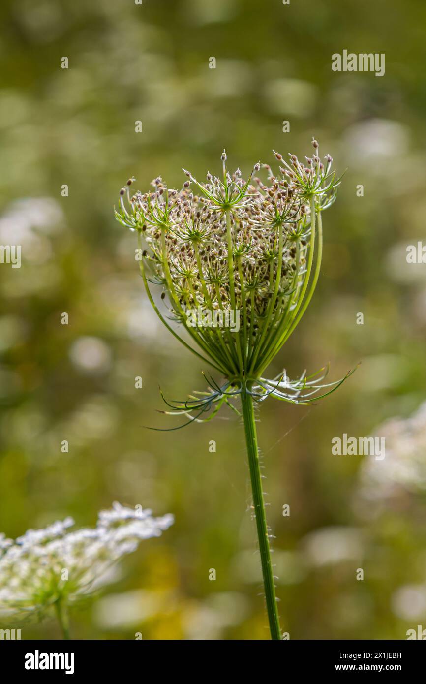 Daucus carota known as wild carrot blooming plant Stock Photo - Alamy
