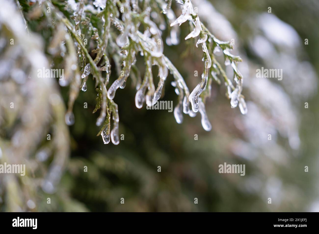 beautiful crystal frost on thuja evergreen with icy leaves, foliage and ...