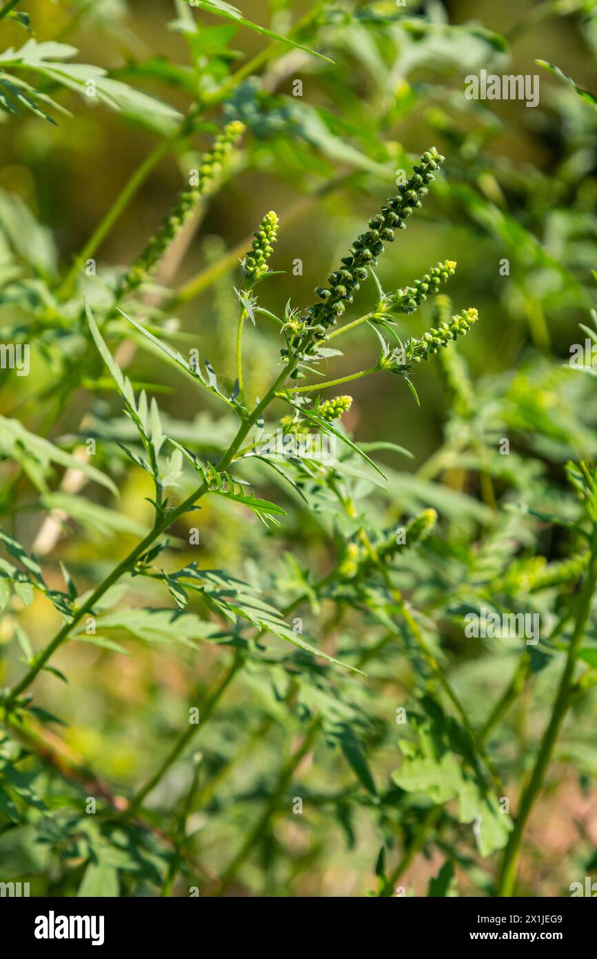 Flower of a common ragweed, Ambrosia artemisiifolia Stock Photo - Alamy