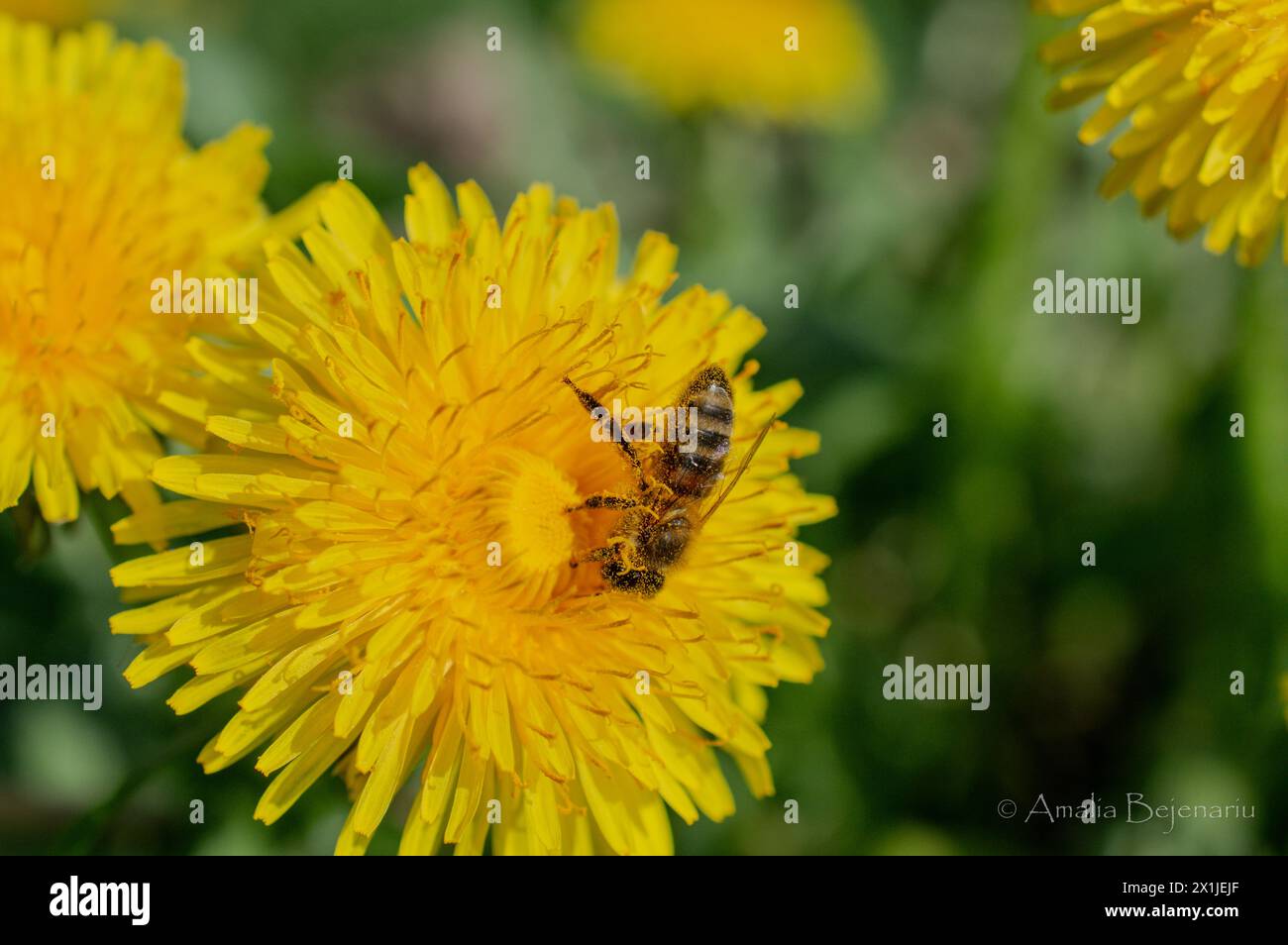 Personal work - bee on dadelion Stock Photo - Alamy