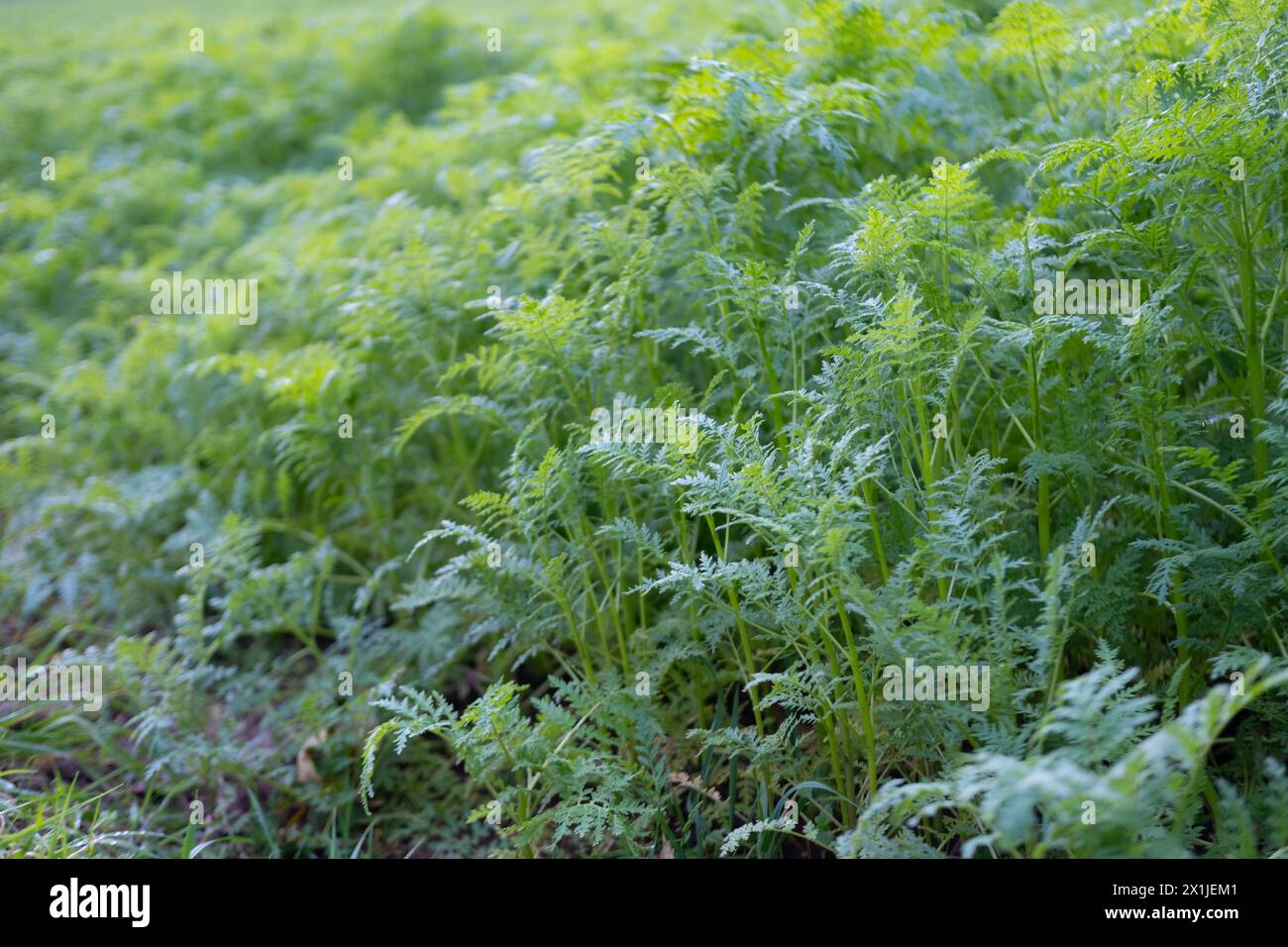 phacelia tansy, Phacelia tanacetifolia, annual herbaceous plant in ...