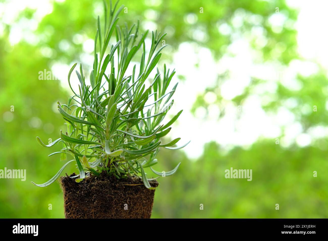Female hands transplant seedlings hi-res stock photography and images ...