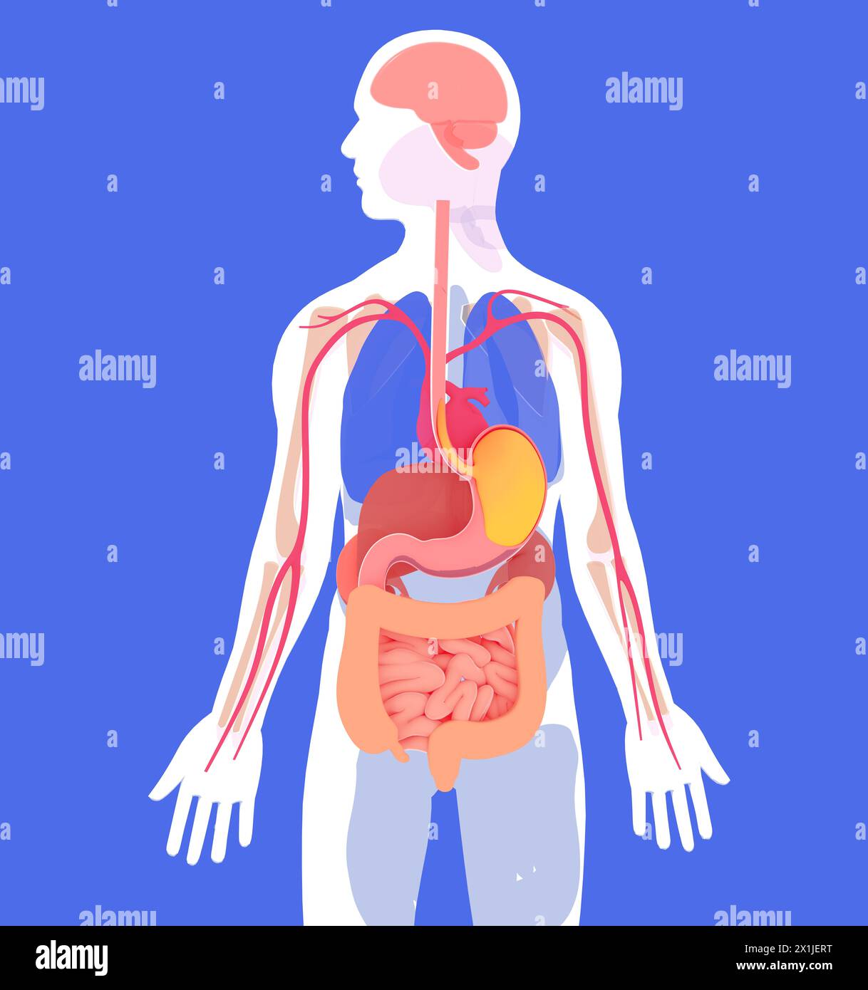 Anatomical 3D illustration of the human digestive system. About a human ...