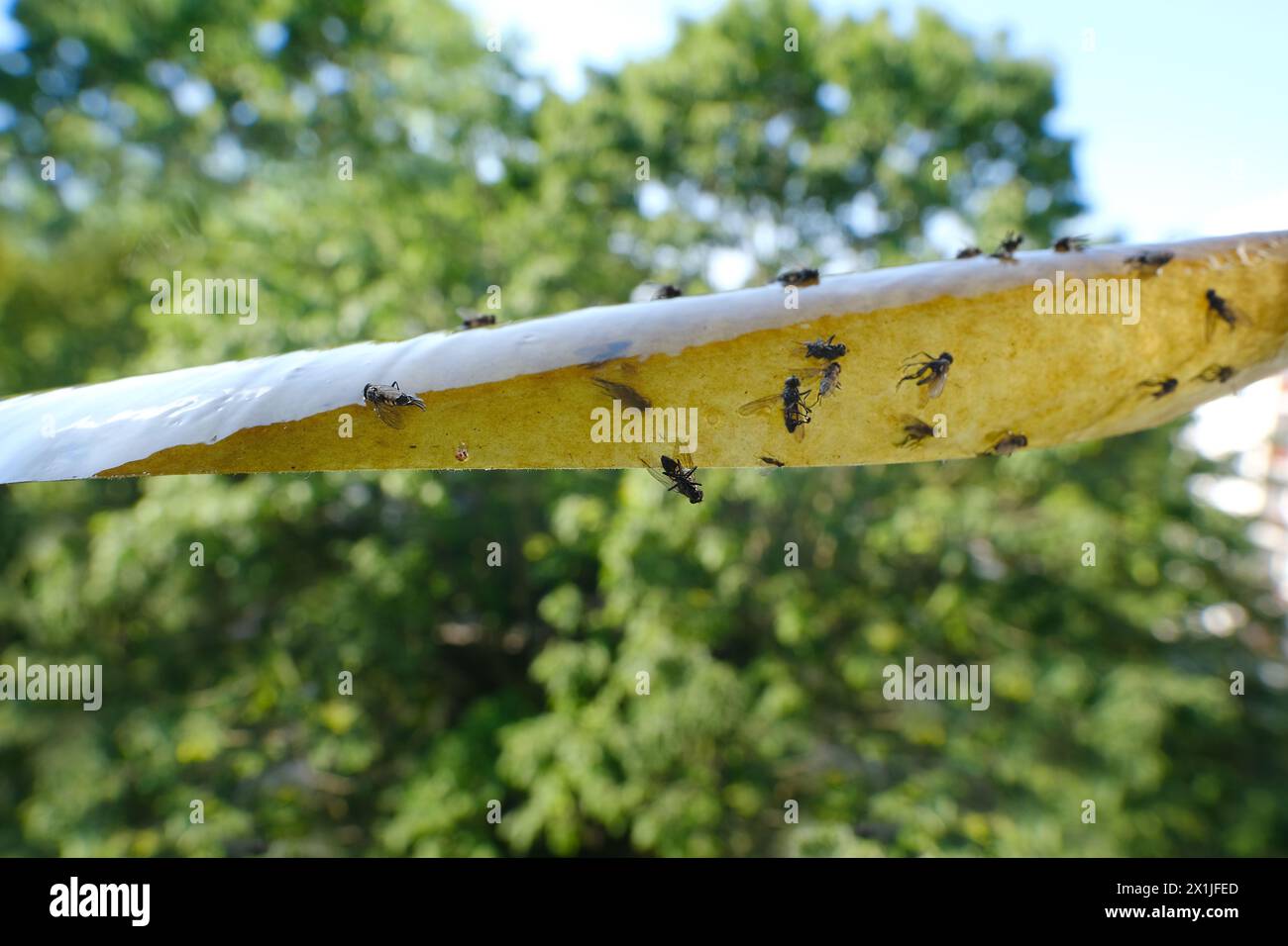 paper tape smeared with glue, flypaper for insects, lot of many killed ...