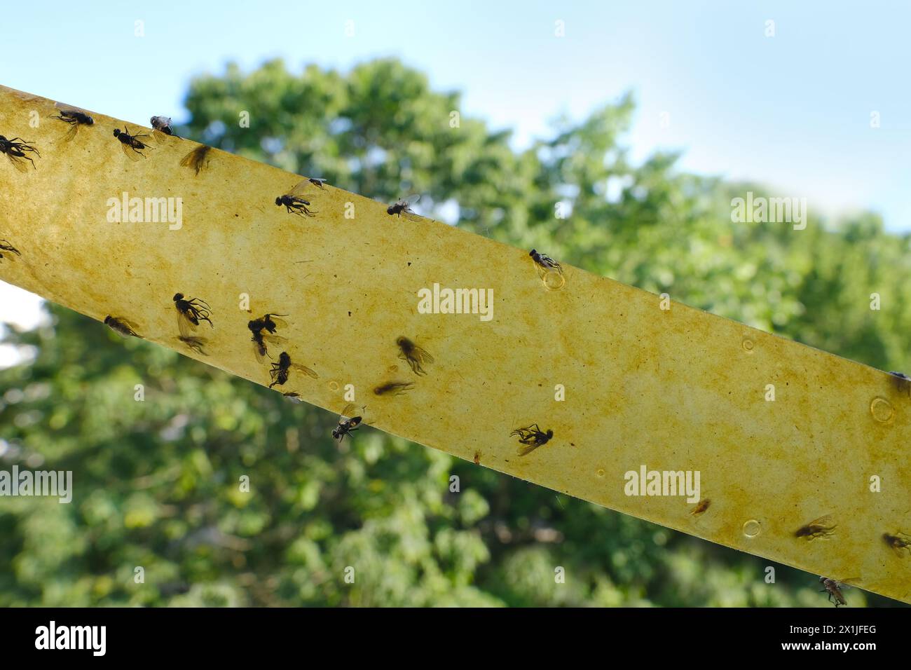paper tape smeared with glue, flypaper for insects, lot of many killed ...