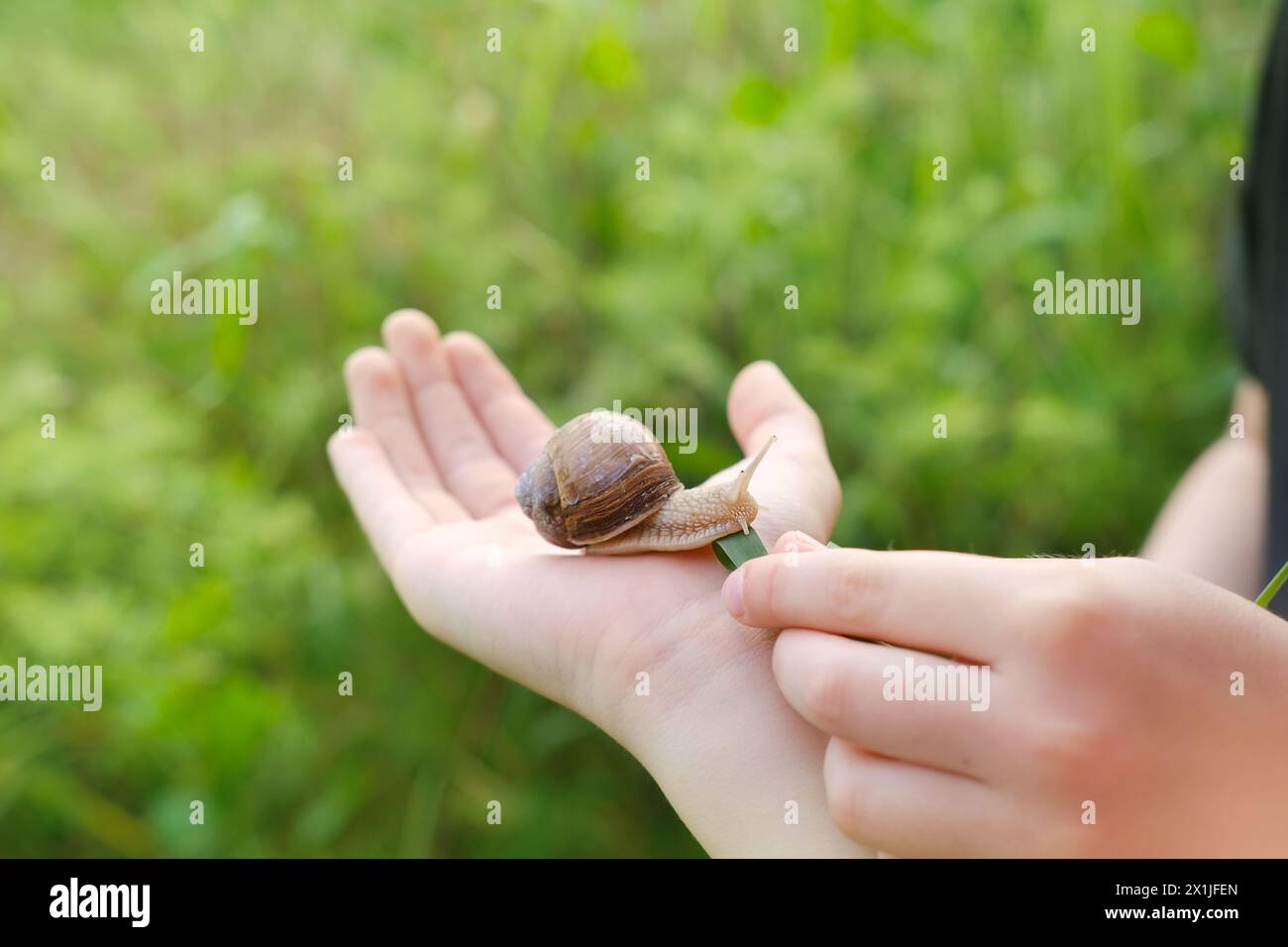 child's hand becomes playground for curious grape snail, mollusk ...