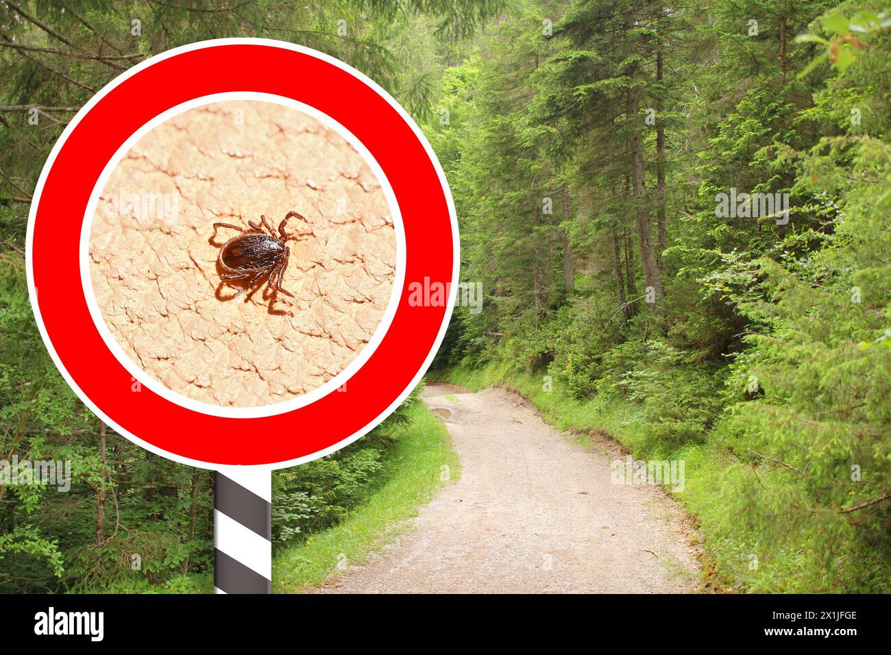 parasitiform tick from order Ixodidae, blood-sucking parasites of ...