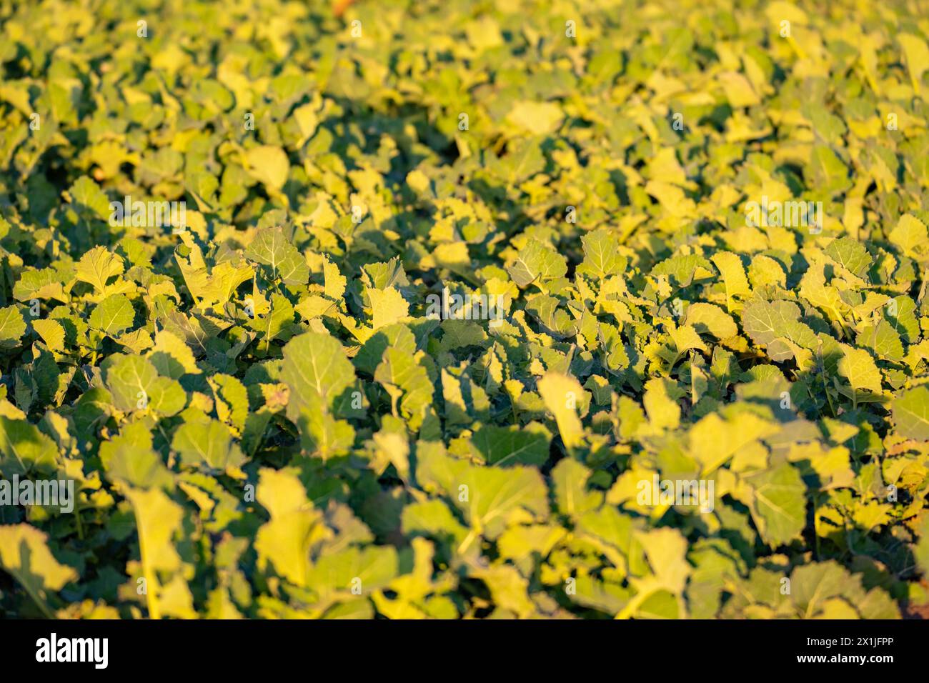 beautiful spring landscape, young rapeseed plants in sun, green fields ...