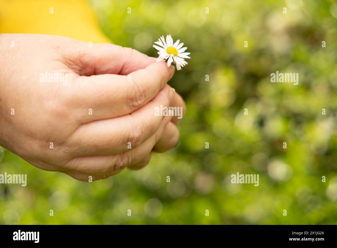 child, happy romantic girl holding chamomile flower in hand on green ...