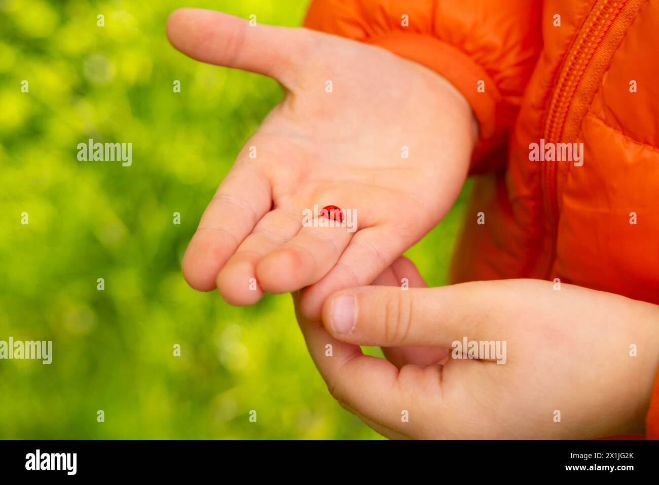 child, happy romantic girl 5 years old holding ladybug on palm on green ...