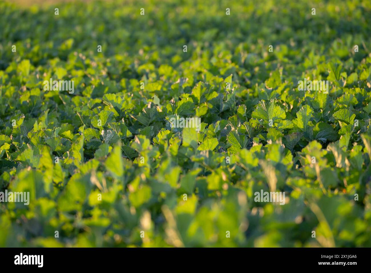 beautiful spring landscape, young rapeseed plants in sun, green fields ...