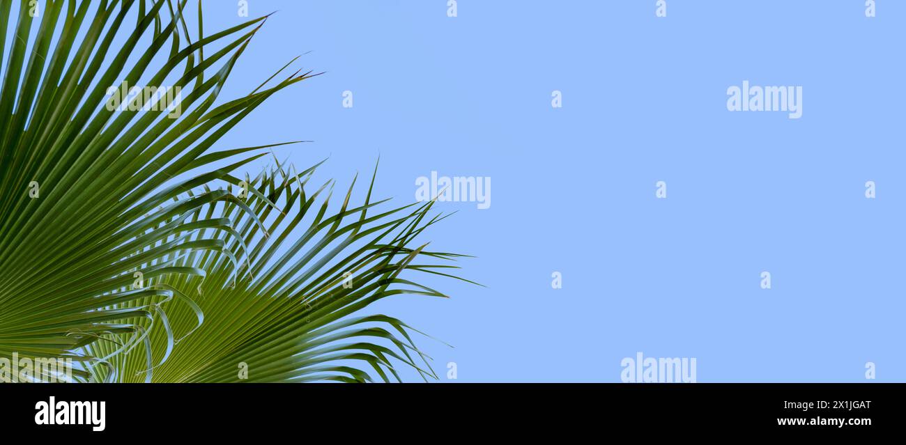 close-up dense leaves tropical leaf African Sabal fan palm tree swaying ...