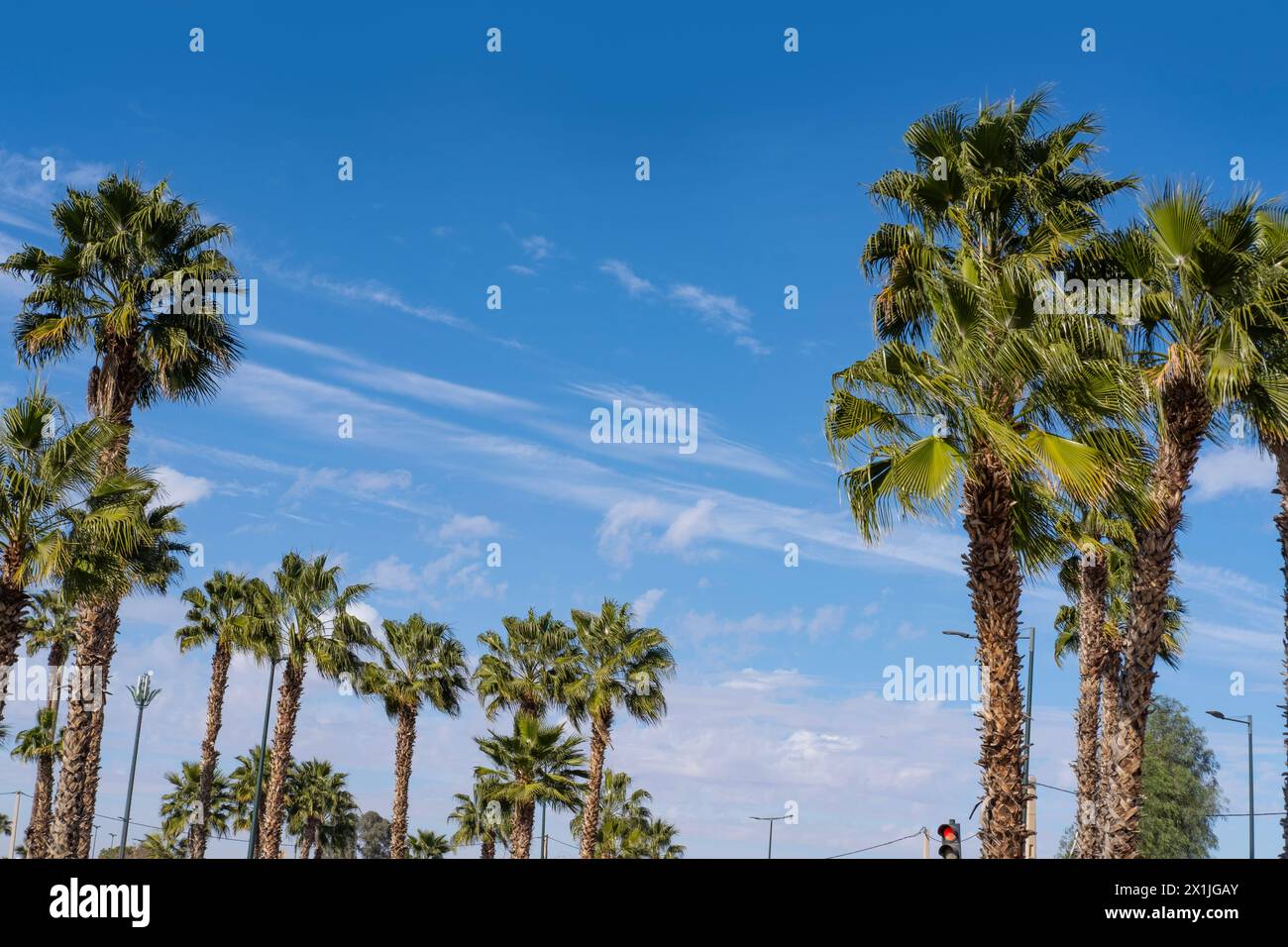 Beautiful foliage palm tree sways hi-res stock photography and images ...