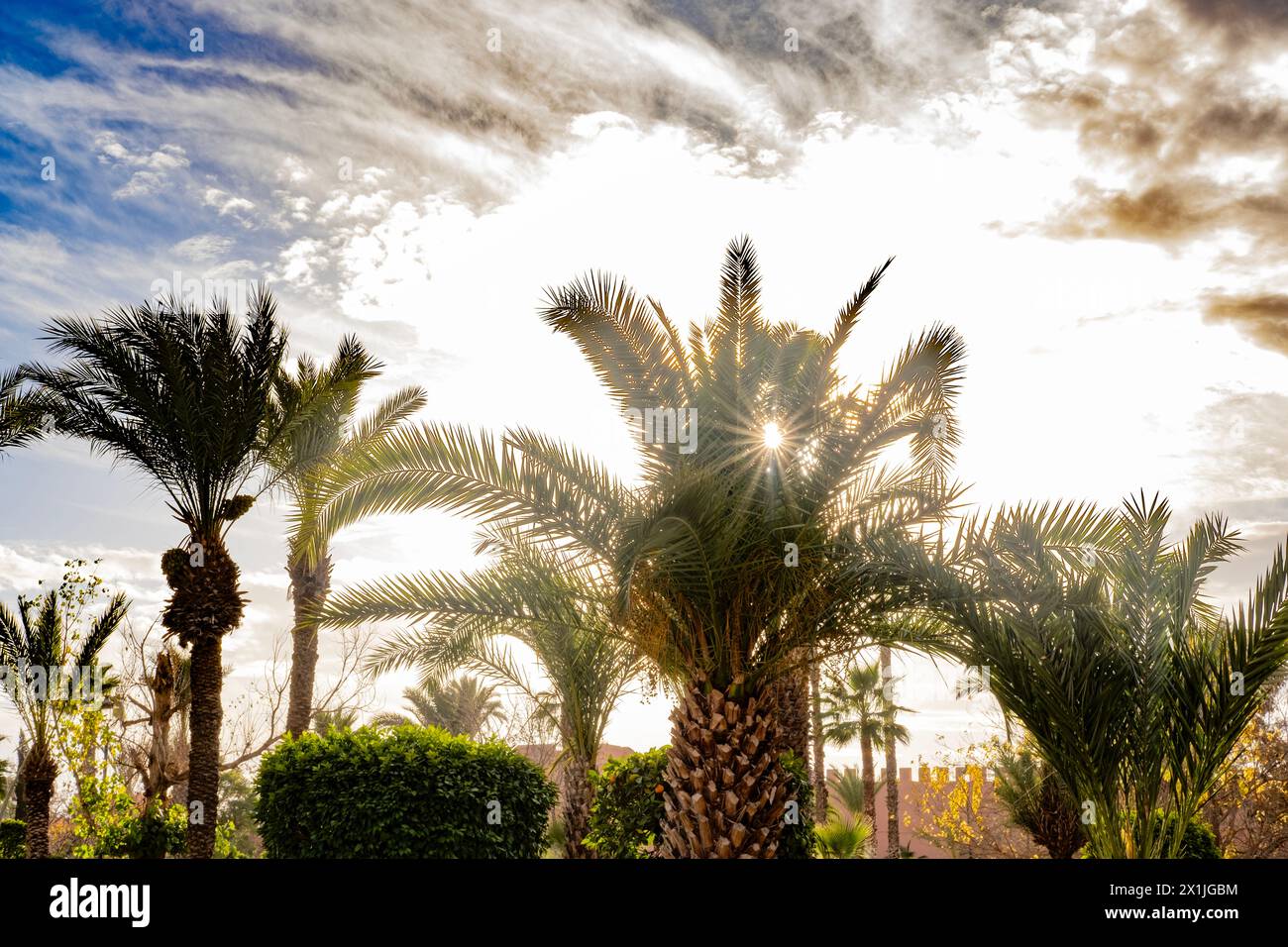 anxious dramatic landscape, blue sky over tropical Phoenix dactylifera ...