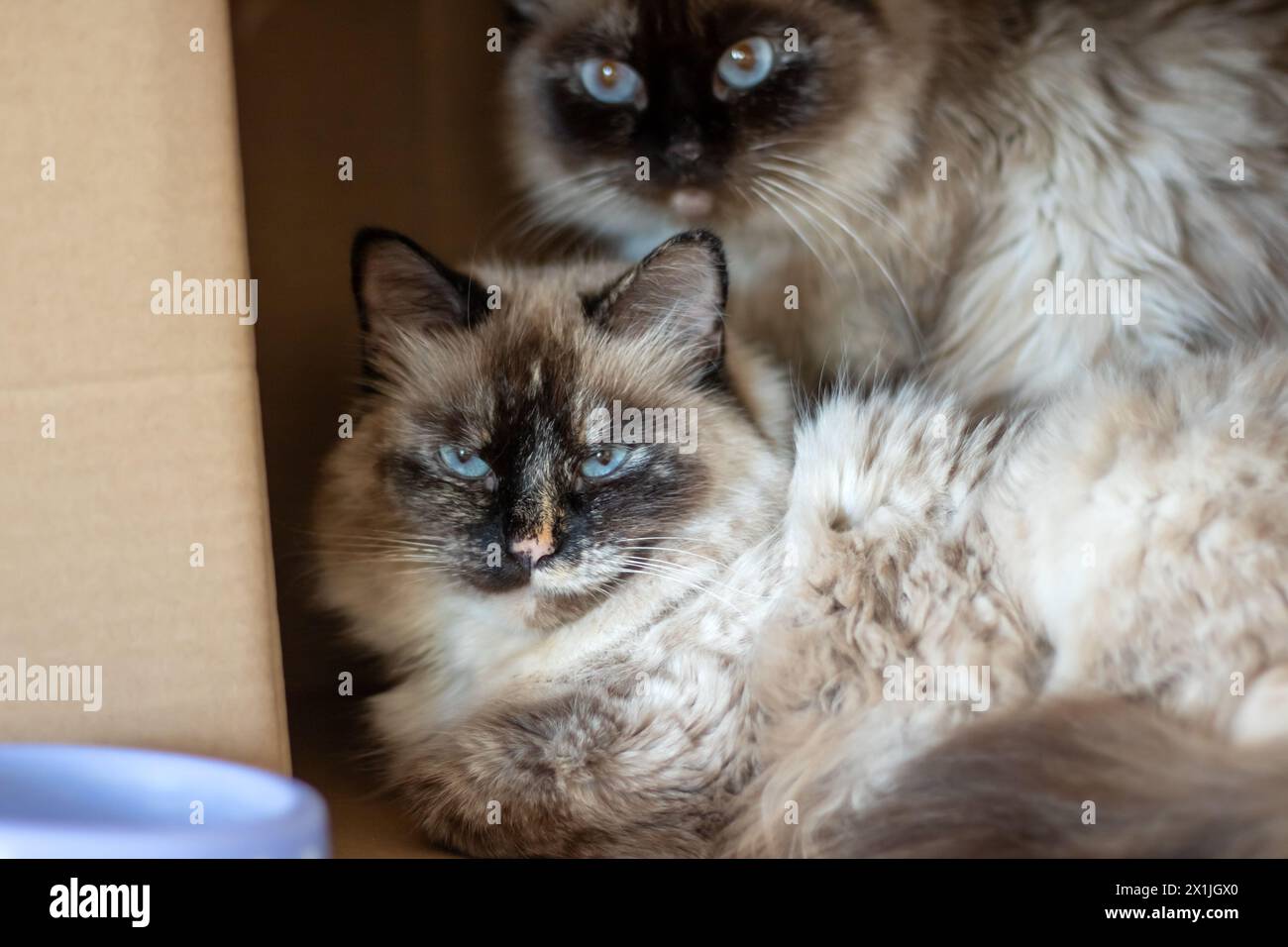Two Siamese cats, small to mediumsized cats in the Felidae family, are ...