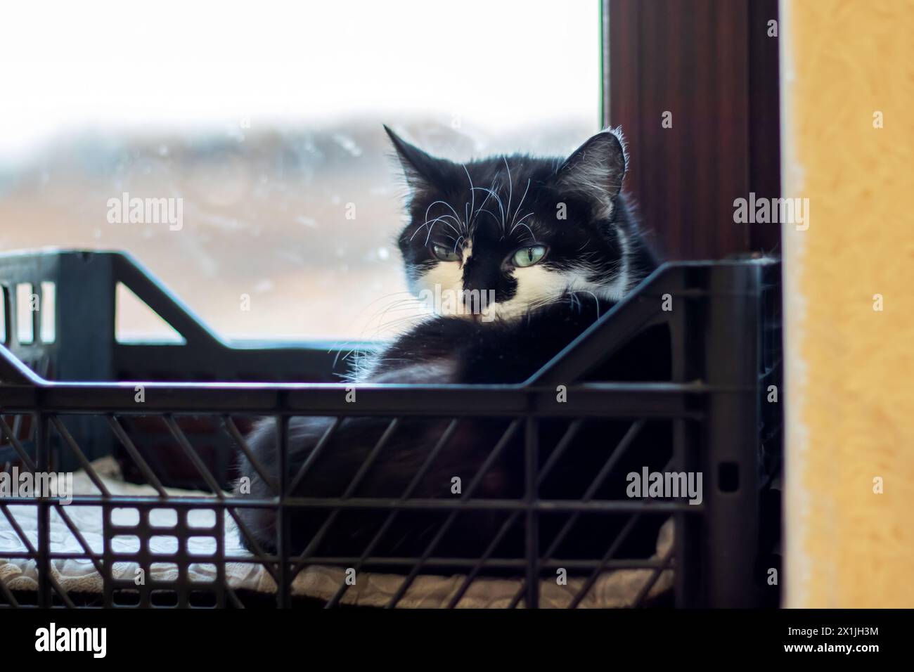 A domestic shorthaired black and white Cat with whiskers and a tail is ...