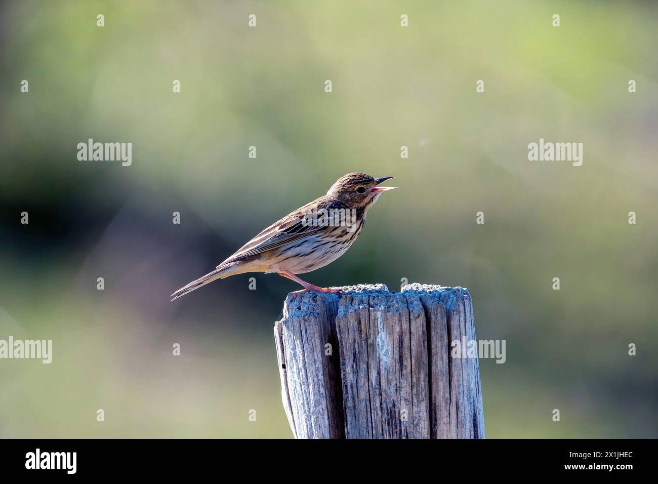 Brown tree pipit anthus trivialis hi-res stock photography and images ...