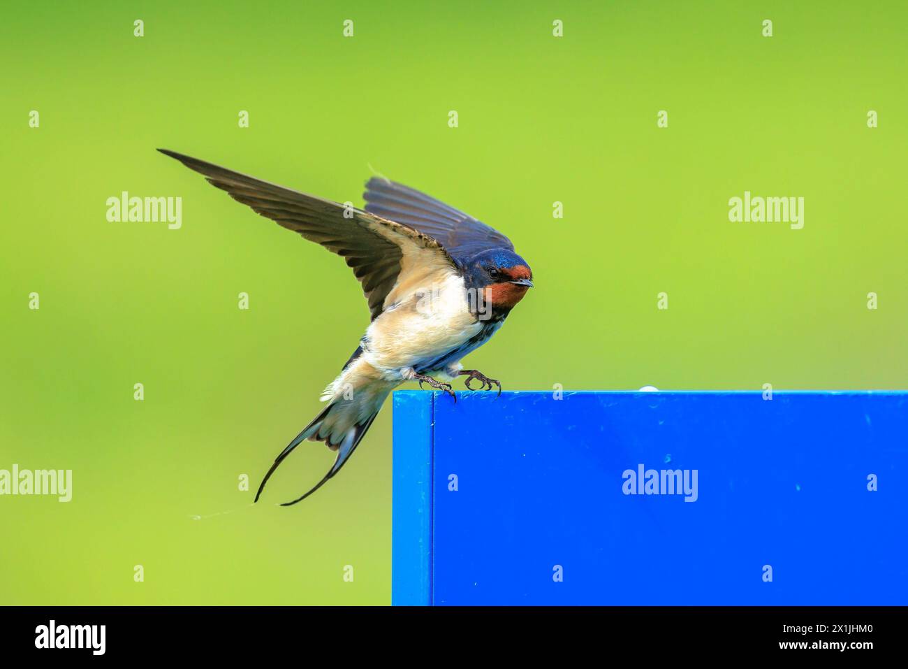 Closeup of a Barn Swallow, Hirundo rustica, resting after hunting. This ...
