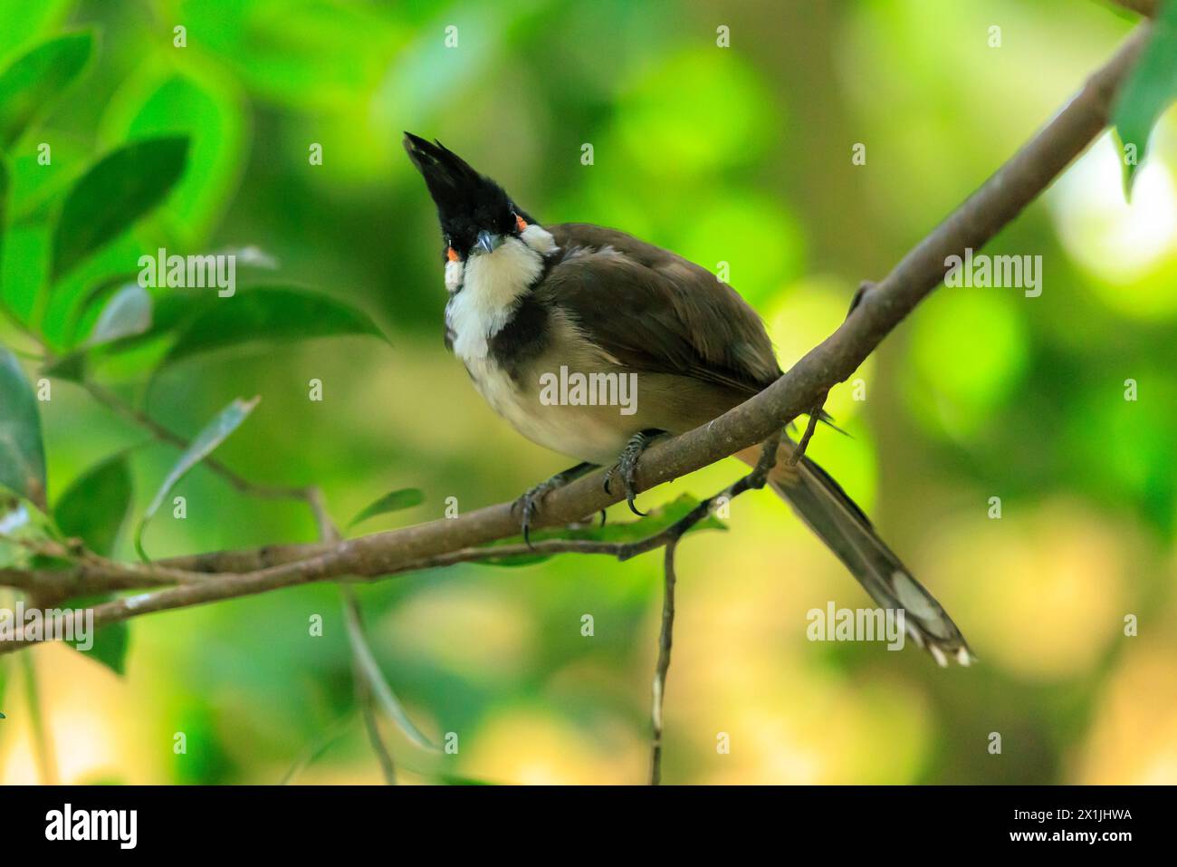 red-whiskered or crested bulbul, Pycnonotus jocosus, perched in a ...