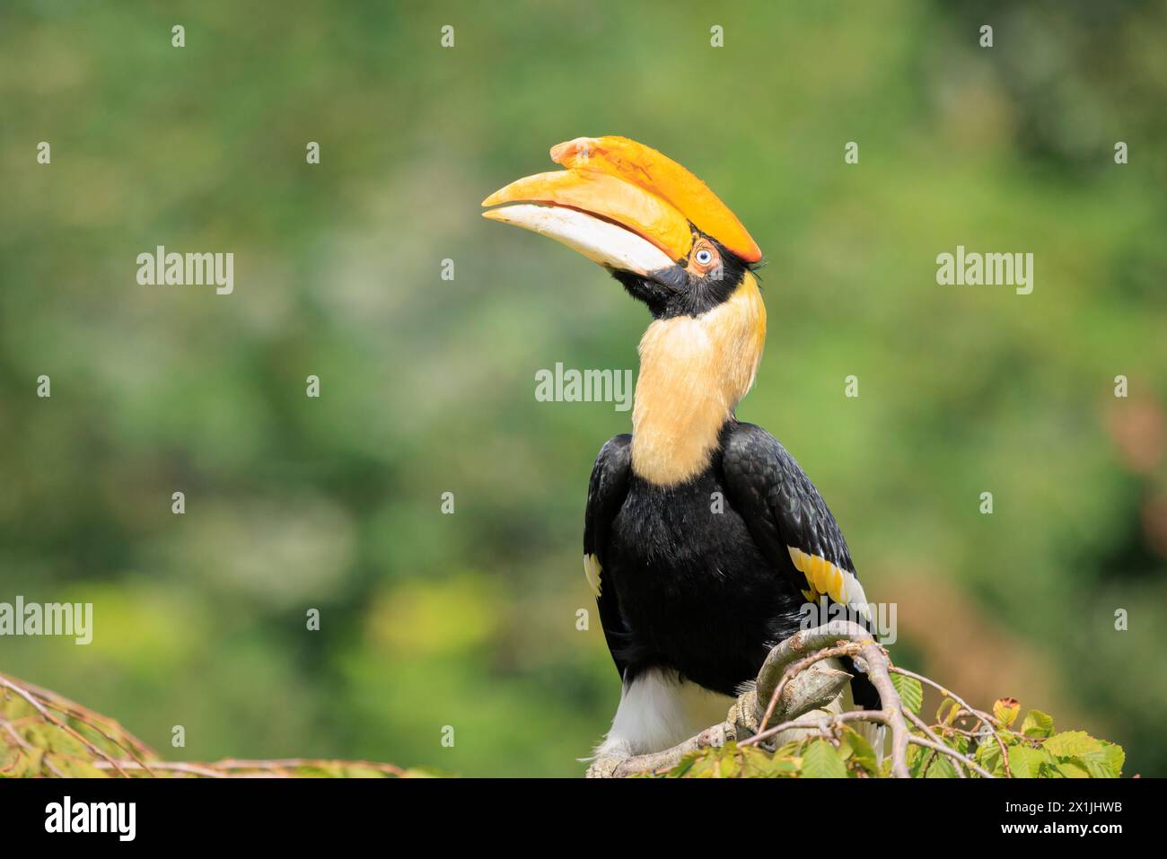 Great pied hornbill hi-res stock photography and images - Alamy