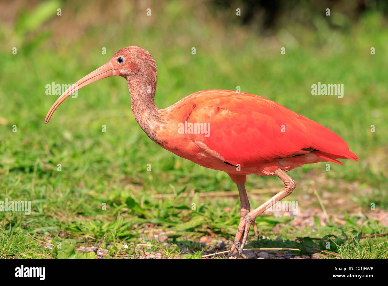 National bird of trinidad and tobago hi-res stock photography and ...