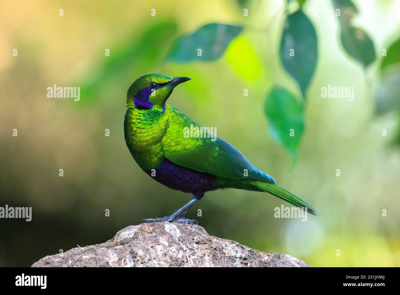 Closeup of a emerald starling, Lamprotornis iris, also known as the ...