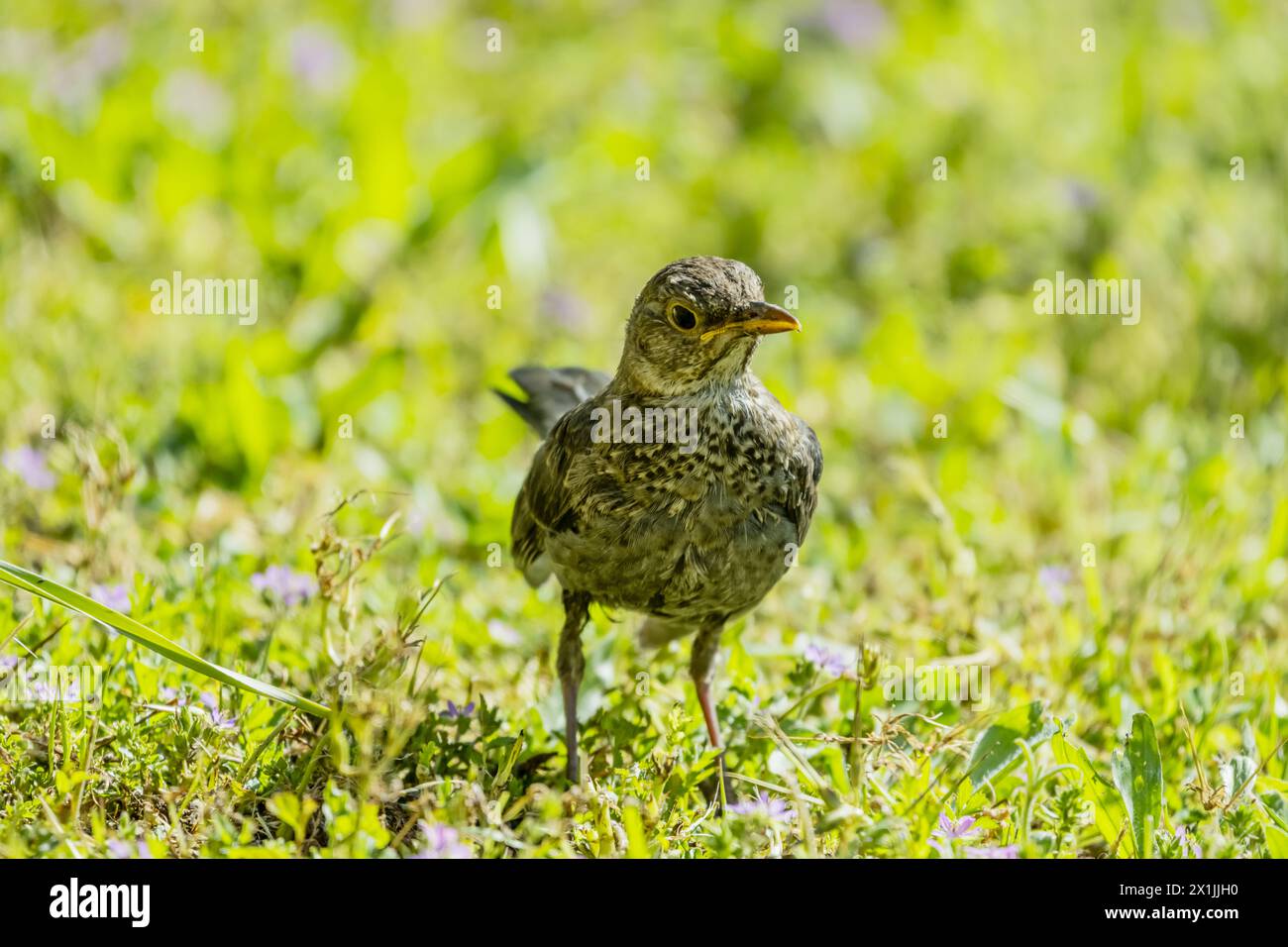 The common blackbird is a species of passerine bird in the Turdidae ...