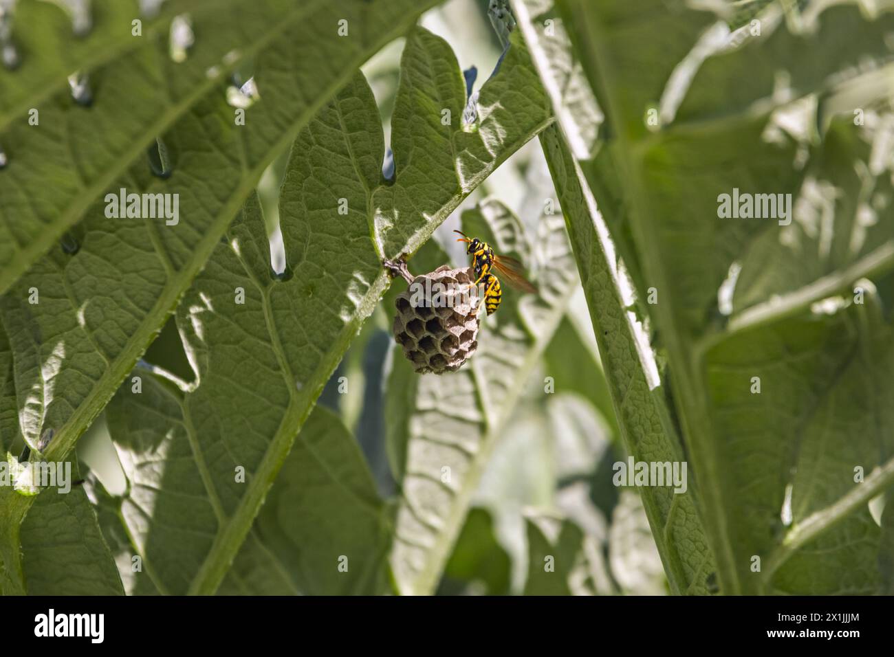 Vespula is a genus of social wasps with a wide distribution in the ...