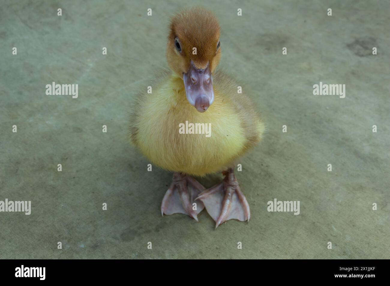Yellow duckling, close-up, poultry farming, farm animals Stock Photo ...