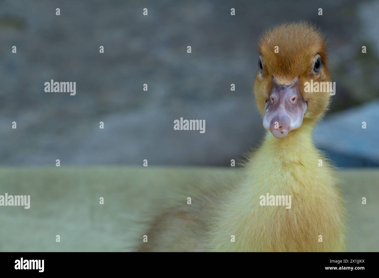 Charming duckling adorable hi-res stock photography and images - Alamy