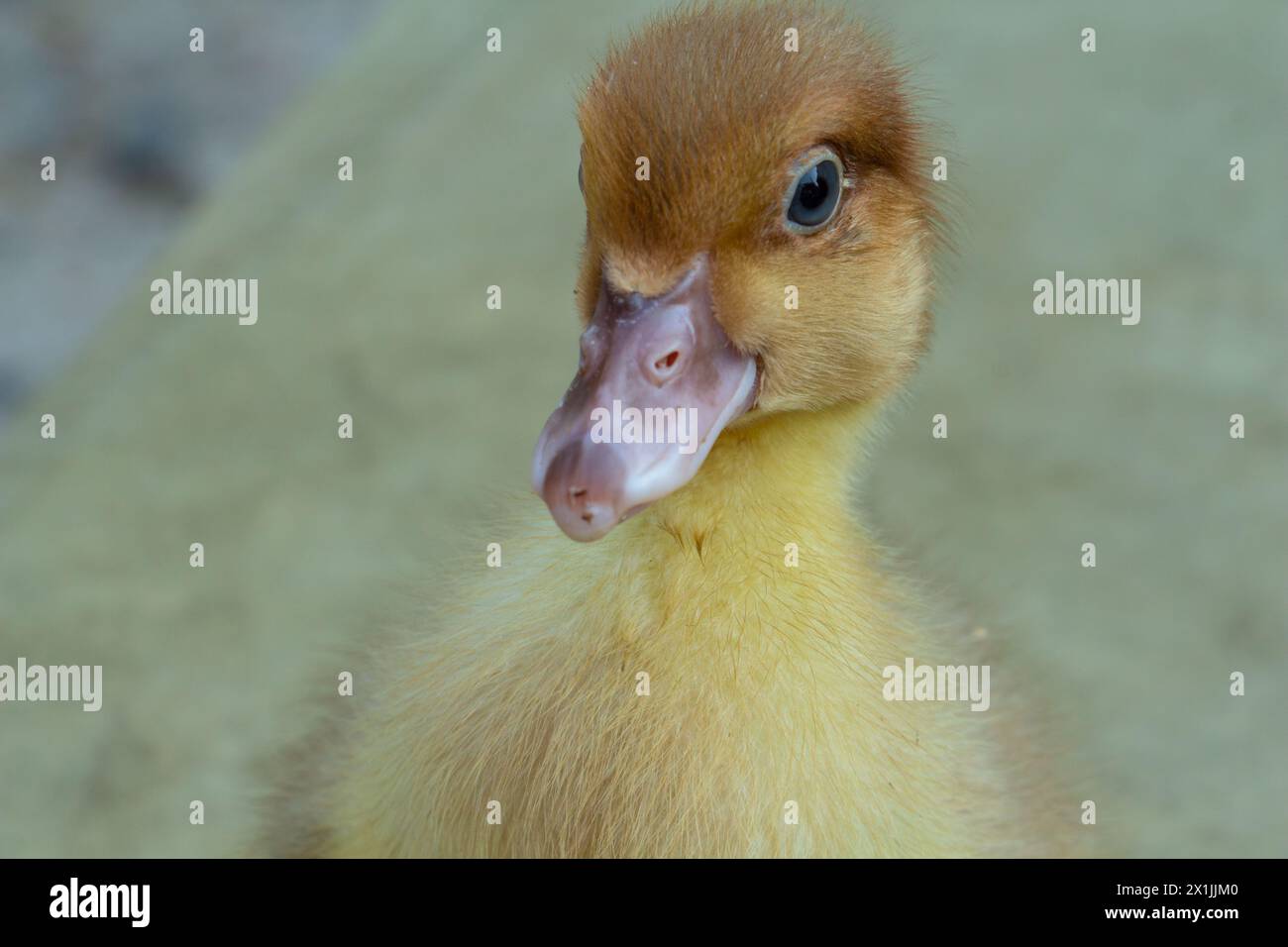 Yellow duckling looks at the camera, close-up, poultry farming, farm ...