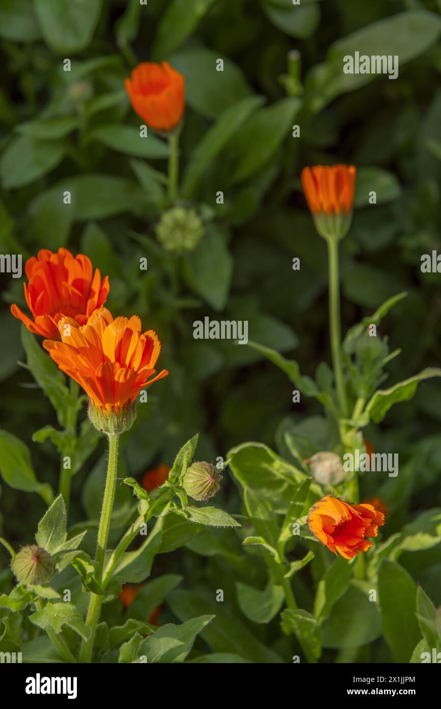 Small orange flowers with straight stems on green grass background ...