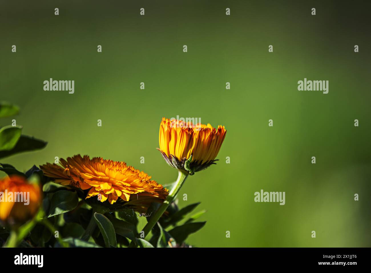 In some species of marigolds, the flower petals and young leaves are ...