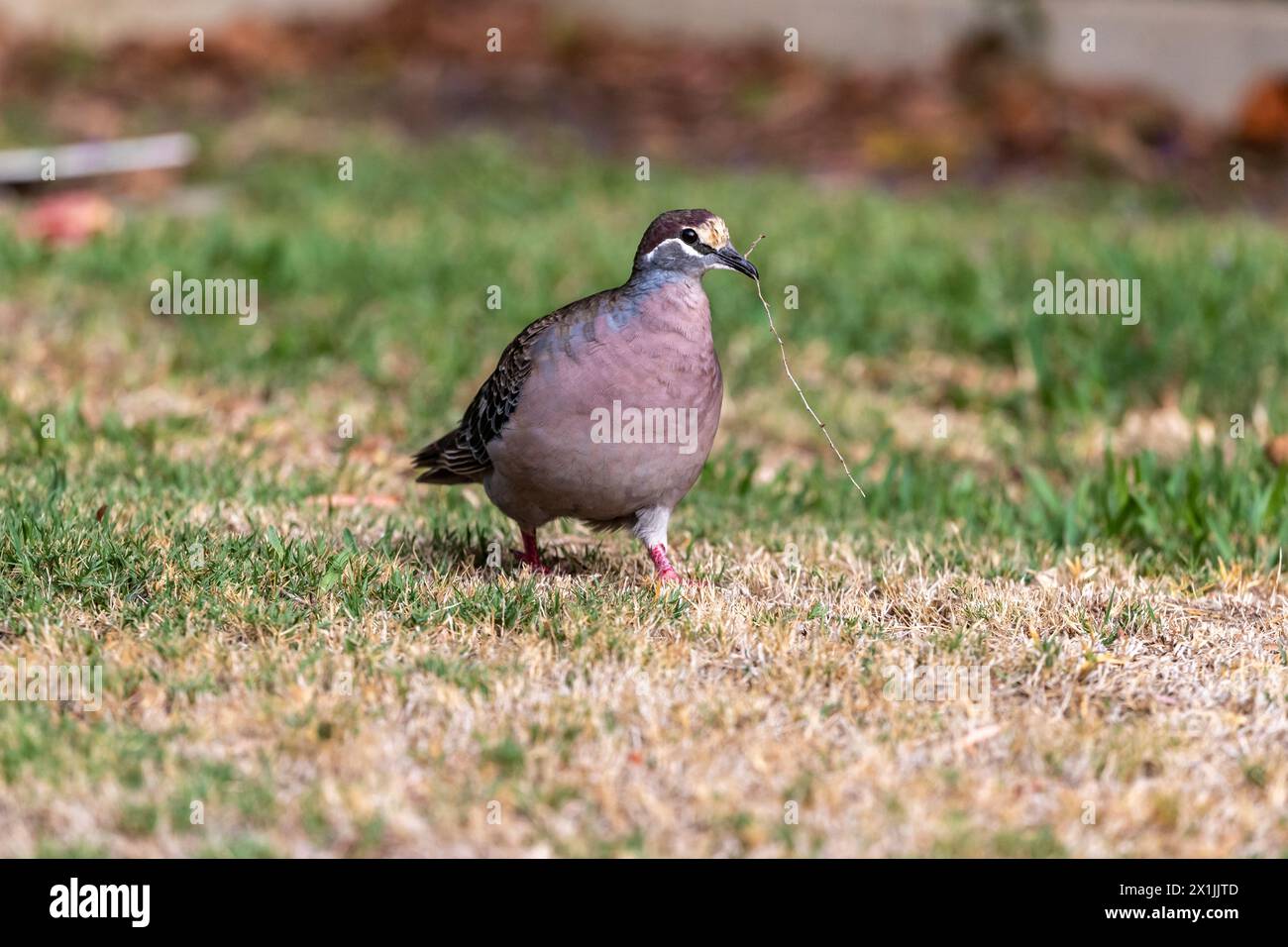 Common bronzewing (Phaps chalcoptera) collecting nesting material ...