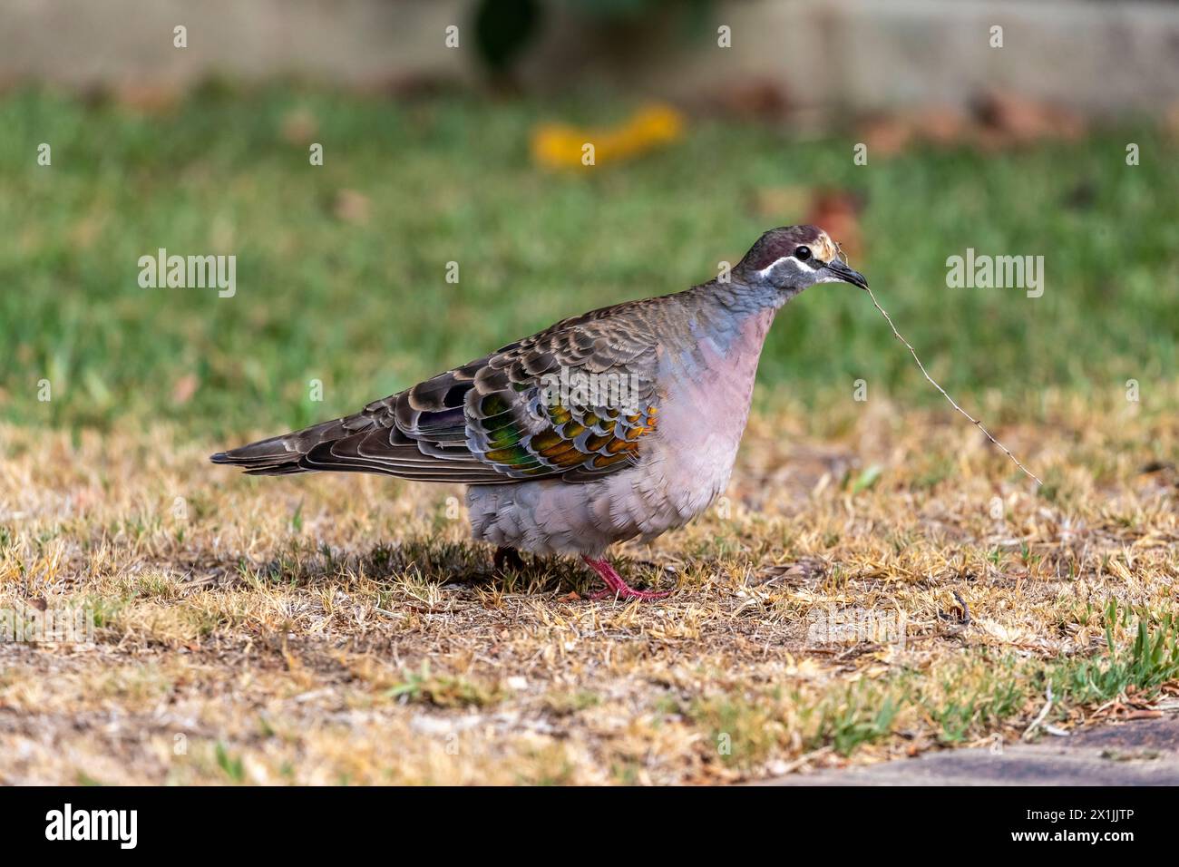 Common bronzewing (Phaps chalcoptera) collecting nesting material ...