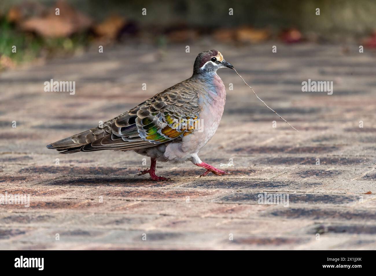 Common bronzewing (Phaps chalcoptera) collecting nesting material ...