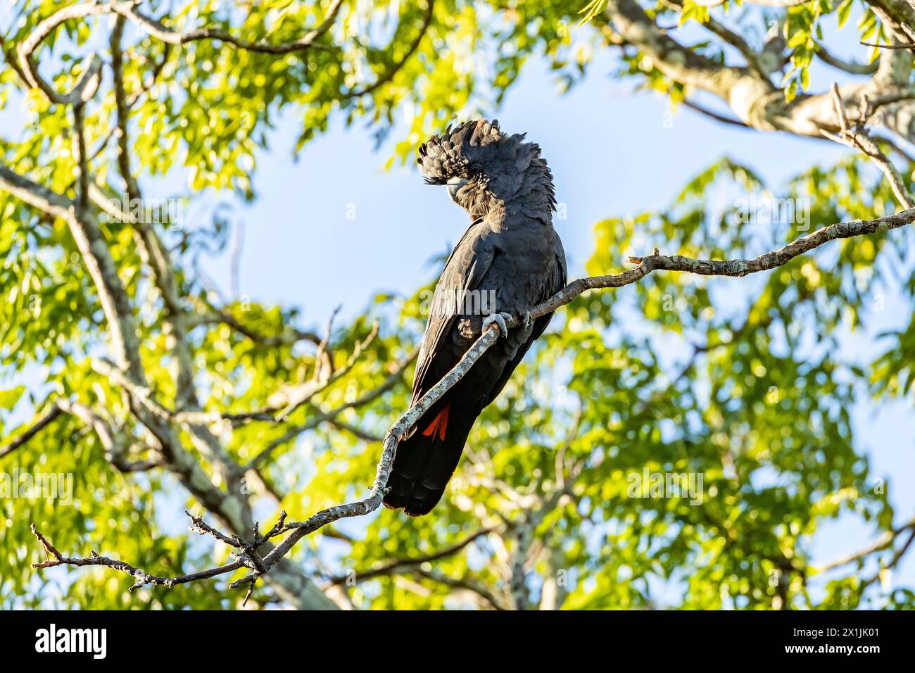 Male Red-tailed black cockatoo (Calyptorhynchus banksii) perched in a ...
